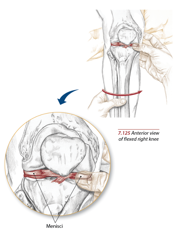 Meniscus Anatomy and Injuries - Personal Trainer Today