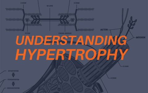 Understanding Hypertrophy: Why Do Muscles Get Bigger? – Personal ...